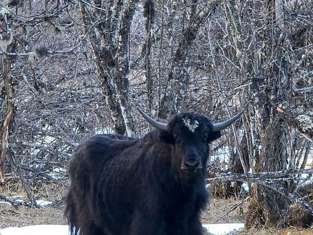 Li County: The Ultimate Winter Wonderland Itinerary ️🌲 | Trip.com Li County