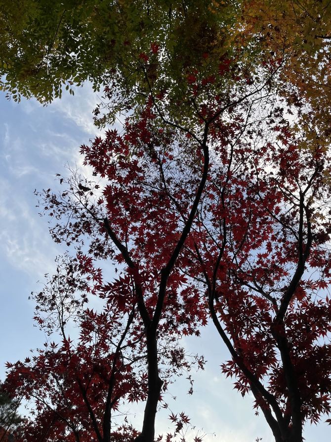 단풍러버 필수 코스 🍁서울근교 단풍명소 ️경기광주 화담숲 트립닷컴 서울 트래블로그