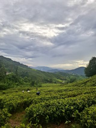 Things to do in Ulu Telom (2025): Top nearby activities,popular ...