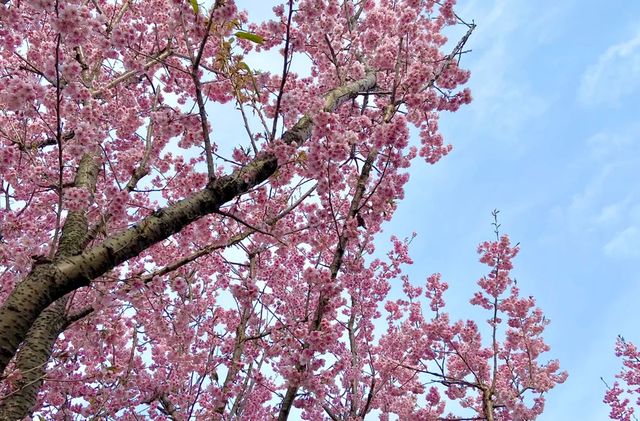 How to Enjoy the 2026 Wuxi Yuantouzhu Cherry Blossom Festival? Here’s ...