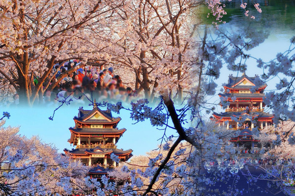 2026 Wuxi Yuantouzhu Cherry Blossom Viewing Guide Tested by Locals—No ...