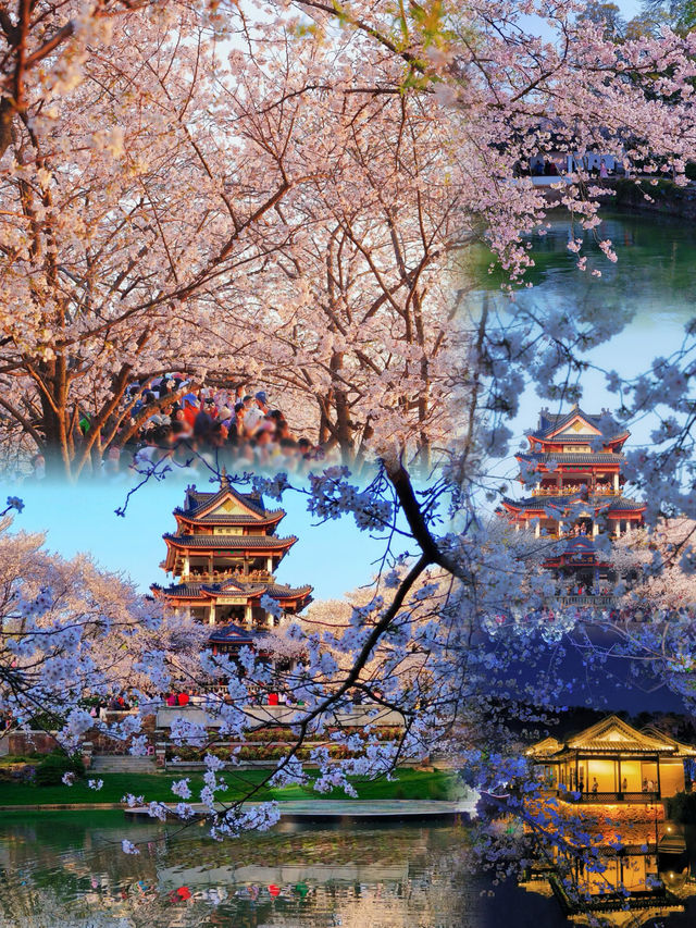2026 Wuxi Yuantouzhu Cherry Blossom Viewing Guide Tested by Locals—No ...