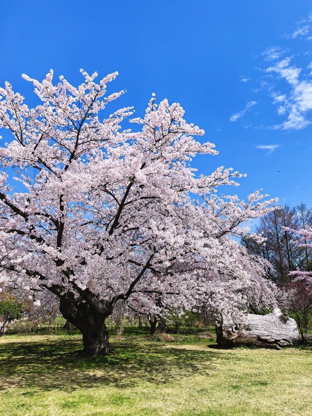 人生で必ず訪れるべき桜の天井｜弘前公園 | Trip.com 弘前