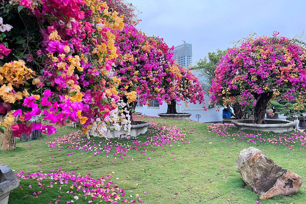 Bougainvillea of Foshan, the romance from autumn | Trip.com Foshan