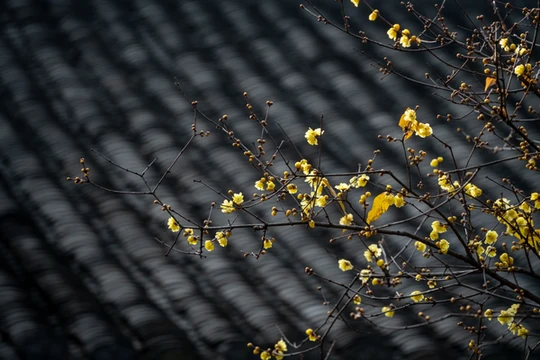 The wax plum blossoms in Chengdu's Du Fu Thatched Cottage have bloomed ...