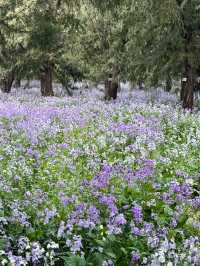 🌿 A Peaceful Escape in the Heart of Beijing · Temple of Heaven Park ...