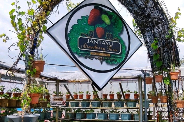 Kuching Sarawak Jantayu Strawberry Farm | Trip.com Kuching