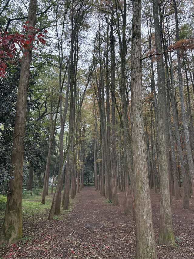 Mystic Rainy Views🌧️ | Trip.com Hangzhou