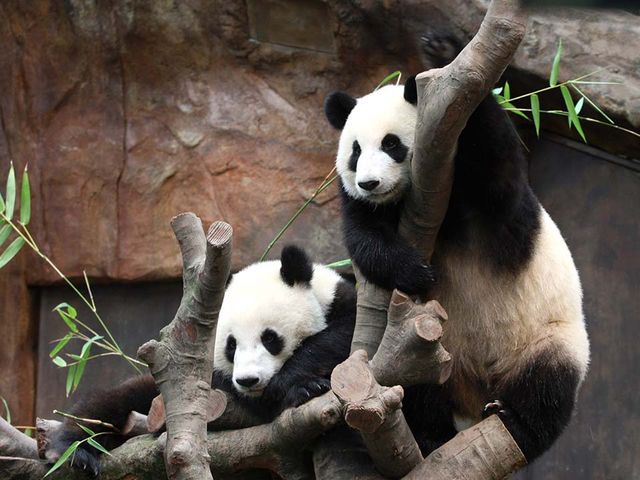 Hong Kong Ocean Park Kicks Off Lunar New Year Celebrations | Trip.com ...