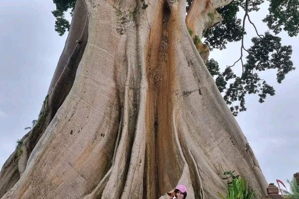 Bayan Ancient Tree: A Spiritual Oasis | Trip.com Bali