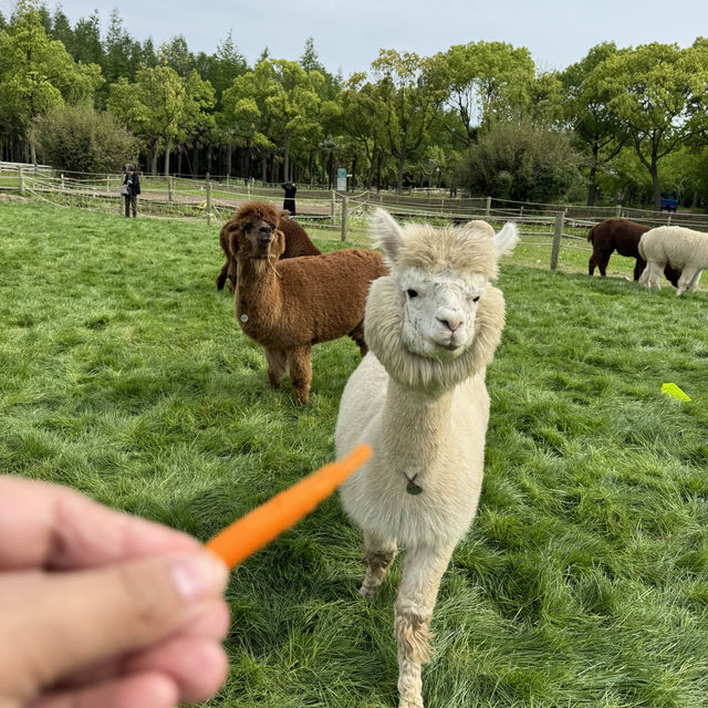 Day with Alpacas and Llamas | Trip.com Chongming Island
