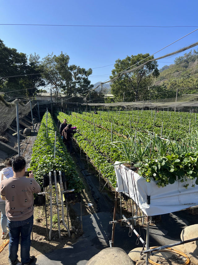 Dahu Strawberry Farm | Trip.com Taiwan