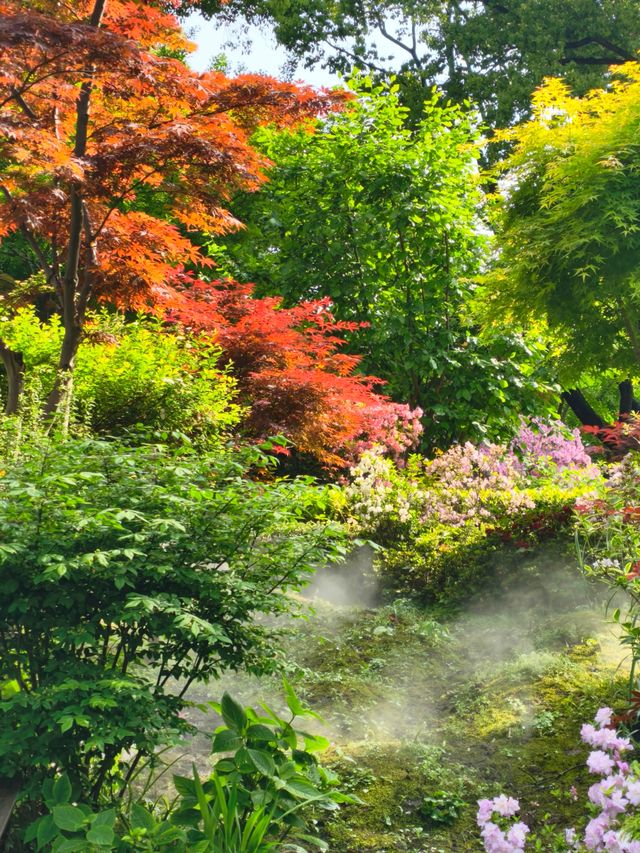 Lautan Bunga Azalea di Fude Li | Trip.com Shanghai