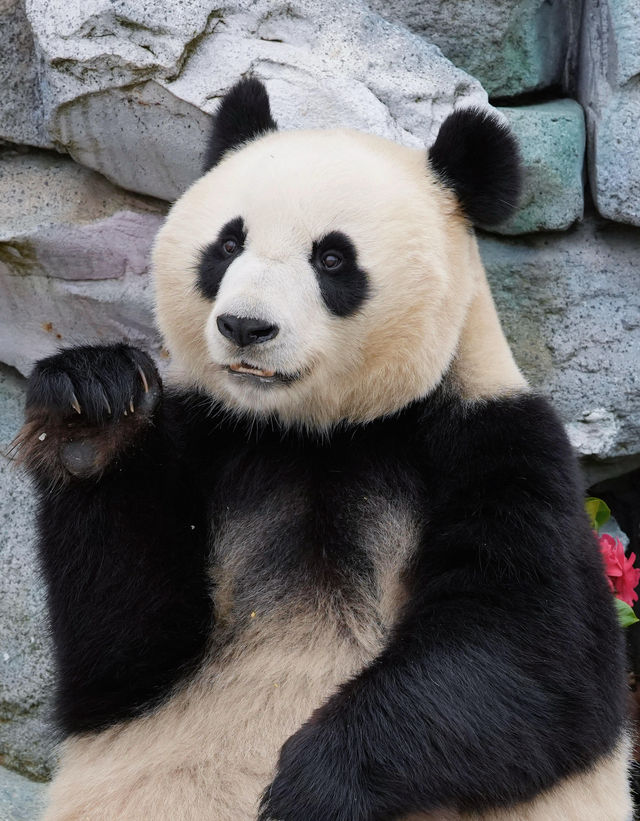 Howard Johnson Changsha South Station → Ecological Zoo Springtime Panda ...