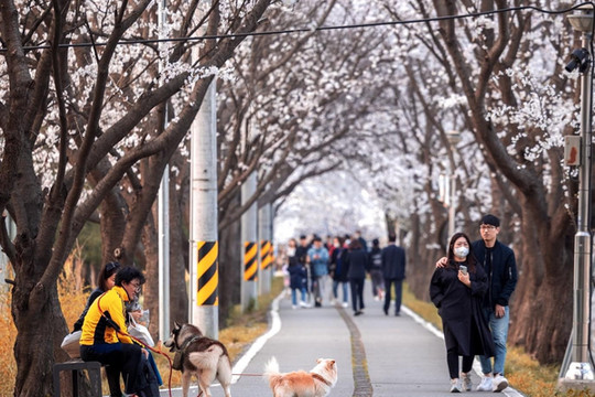 Jochiwon Cherry Blossom Road (조천) | Trip.com Sejong