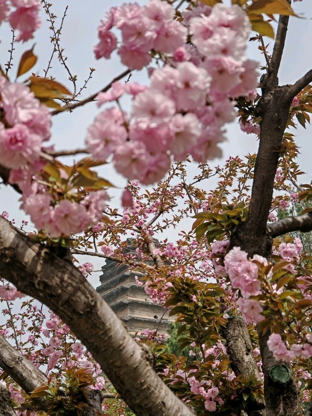 The underrated Big Wild Goose Pagoda: everyone who visits falls in love ...
