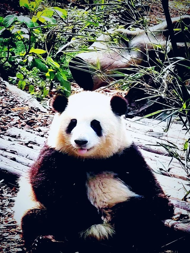 Panda Base Nanny-Level Guide! Go Early to Avoid Empty Enclosures | Trip ...