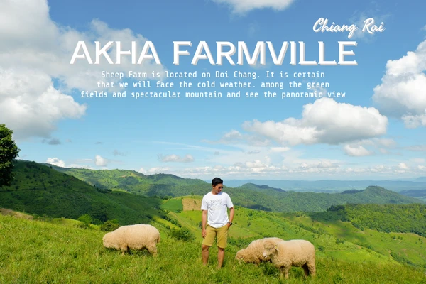Akha Farmville ฟาร์มแกะสุดชิลล์ จ.เชียงราย | Trip.com เชียงราย
