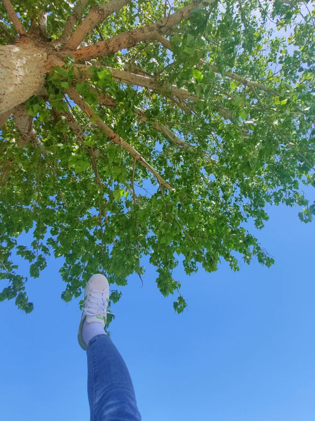 🌞🌸🍂 ️ My four Seasons Along Hebin Road ｜Trip.com 福山區