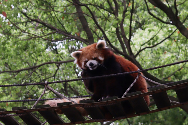 Animals! Red pandas! in Shanghai China | Trip.com Shanghai