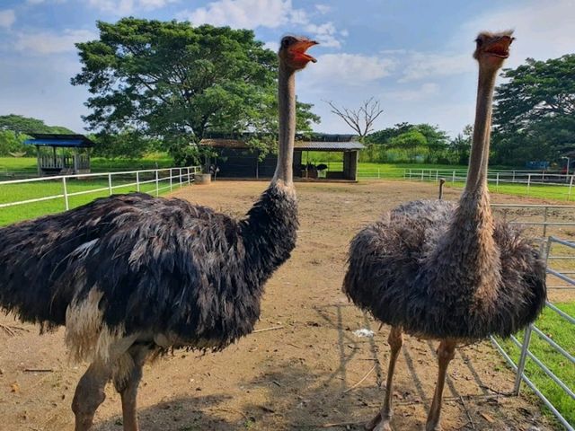 Ladang Burung Unta Perlis (Ostrich Farm | Trip.com Perlis