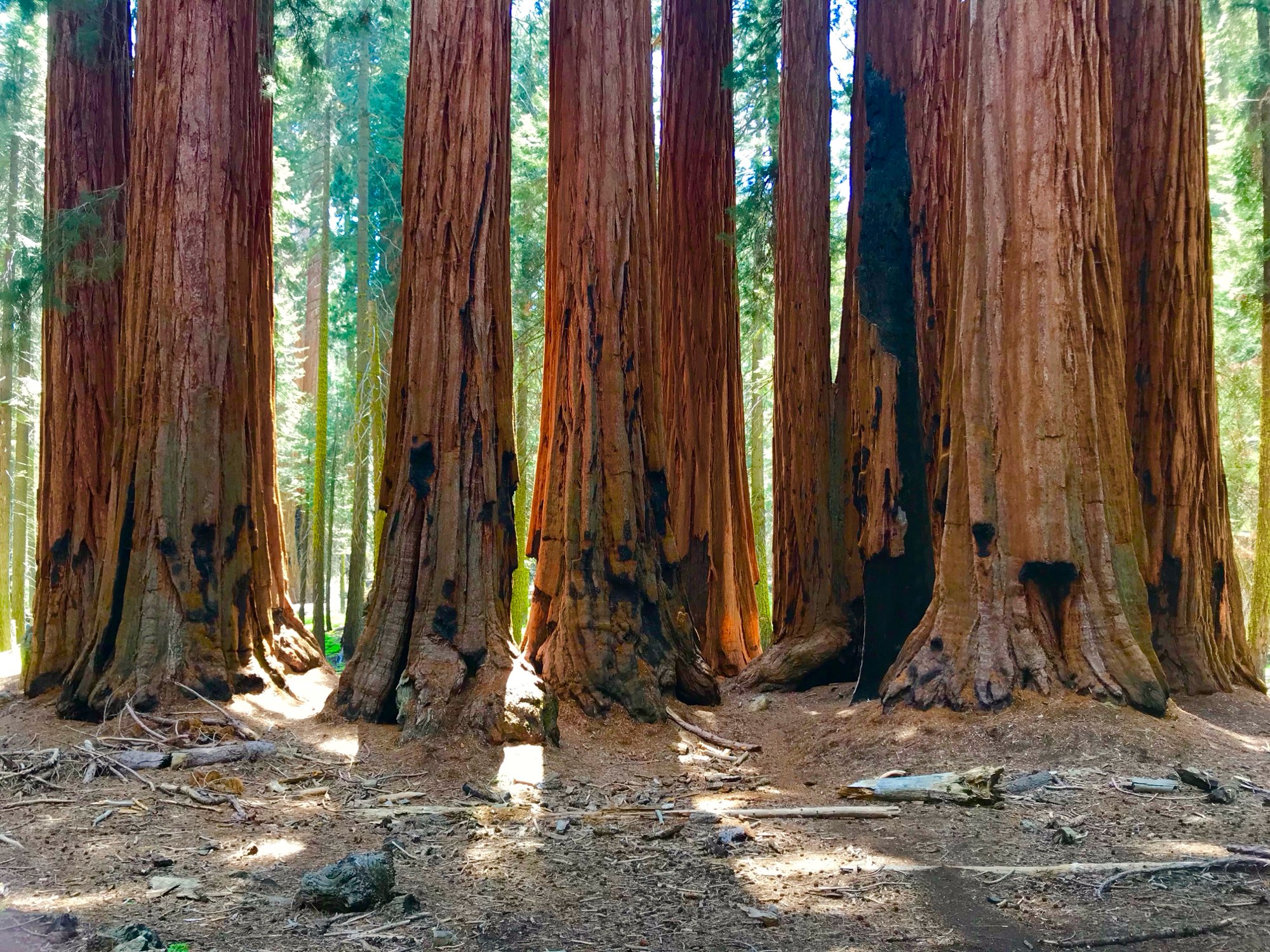 Sequoia National Park Travel Guide 2024 - Things to Do, What To Eat ...