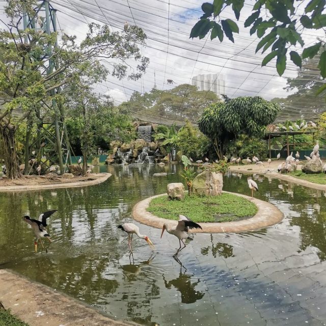 Fly over to KL bird park 🦅 | Trip.com Kuala Lumpur