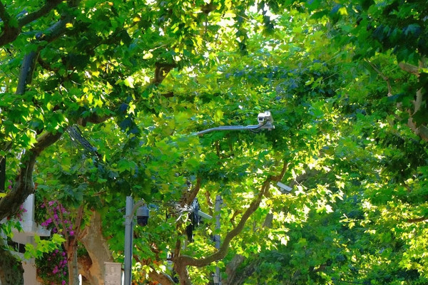 Under the shadow of the plane trees, all I see is romance | Wukang Road ...