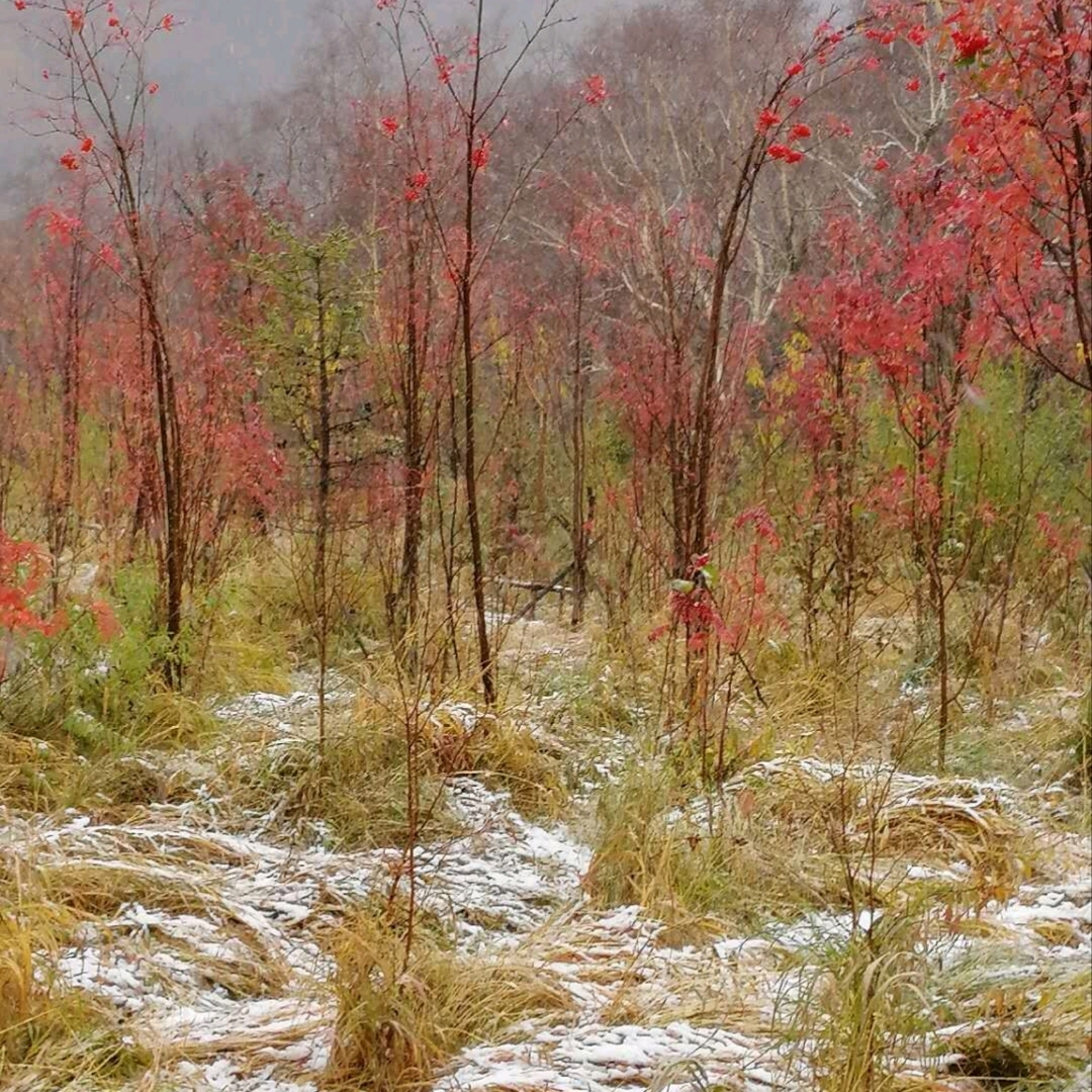 Baishan Travel Guide 2024 - Things to Do, What To Eat & Tips | Trip.com