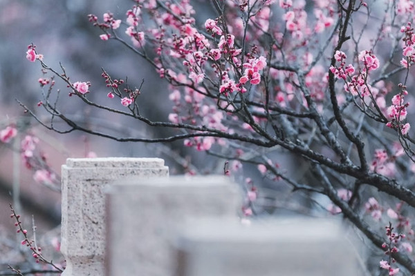 Nanjing Spring Flower Viewing Guide | Trip.com Nanjing