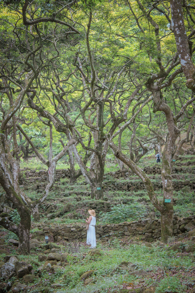 The Baizhang Greenway hiking trail in Zengcheng, Guangzhou, takes you ...