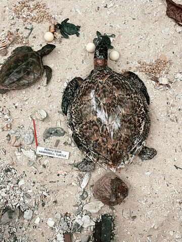 Dive into the Wonders of the Ocean at Natural History Museum Kuching ...