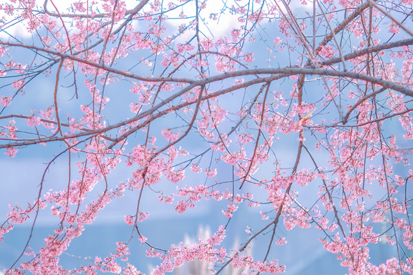 Do you want to see cherry blossoms? Here they are! | Trip.com Chengdu