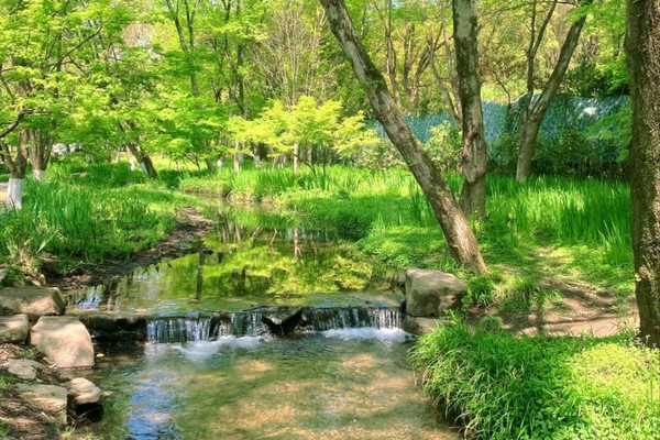 Hangzhou’s Hidden Gem-Nine Creeks and Misty Trees | Trip.com Hangzhou