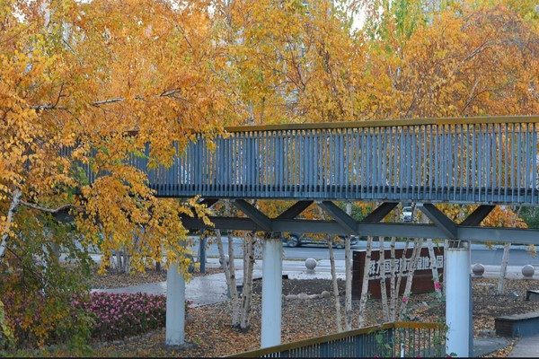 Locals in Harbin recommend the unique autumn scenery of Qunli Wetland ...