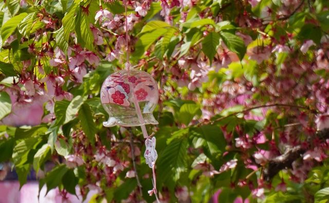 How to Enjoy the 2026 Wuxi Yuantouzhu Cherry Blossom Festival? Here’s ...