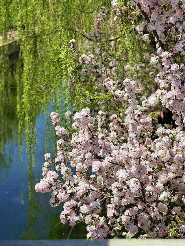 4.2 Live Forecast for Haitang Flower Creek｜A Healing Spot in Beijing’s ...