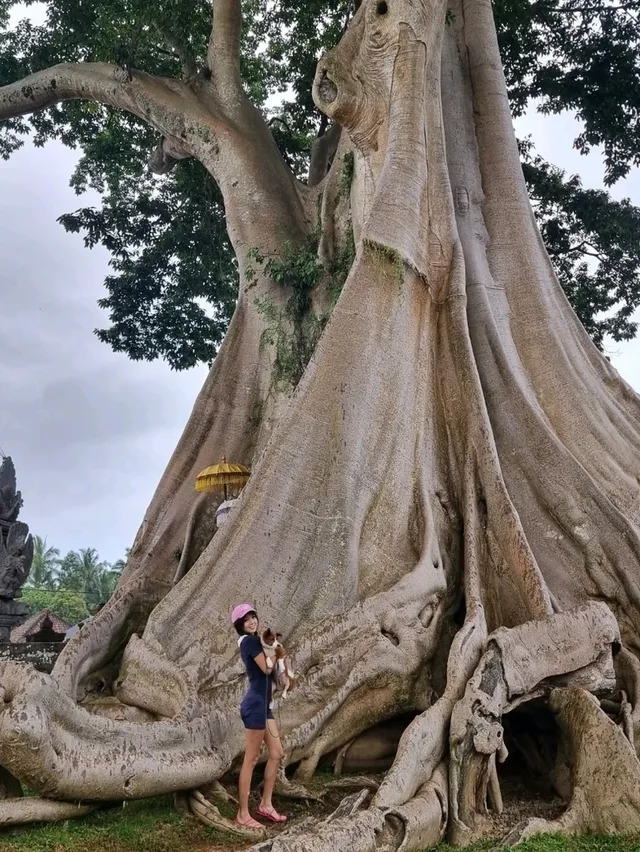 Bayan Ancient Tree: A Spiritual Oasis | Trip.com Bali