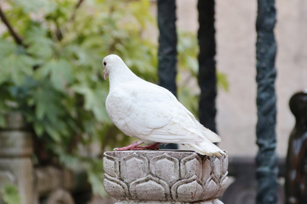 The year of the Dragon brings good fortune | Pigeons symbolize ...