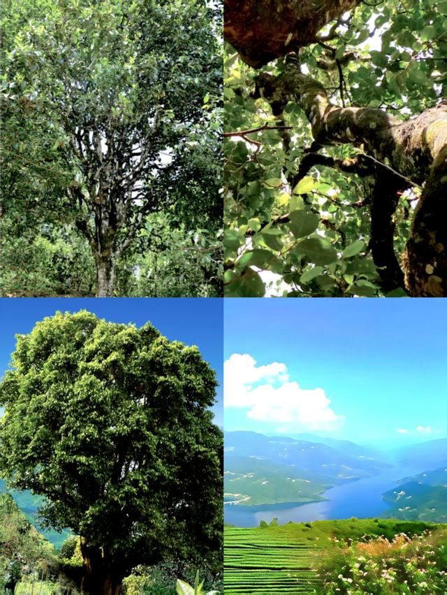 打卡錦繡茶尊 體驗茶旅融合的獨特魅力｜Trip.com 鳳慶