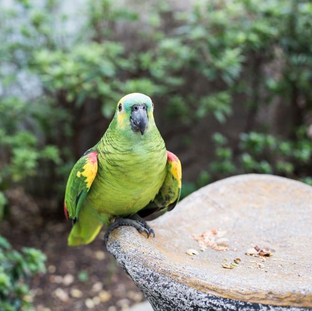 Yuen Po Bird Garden at Mong Kok Hong Kong | Trip.com Hong Kong