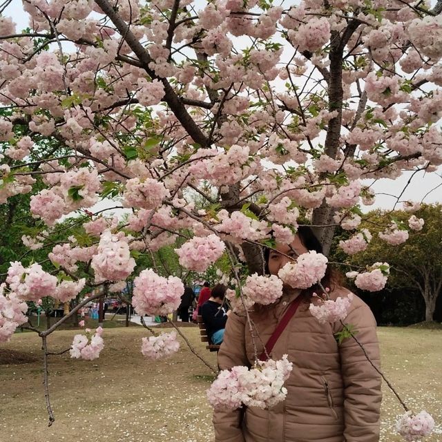 Cherry blossoms at Gucun park | Trip.com Shanghai
