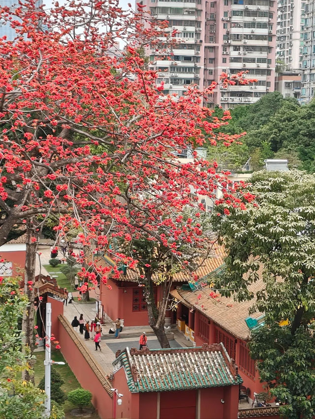 April blossoms in Guangzhou | Trip.com Guangzhou