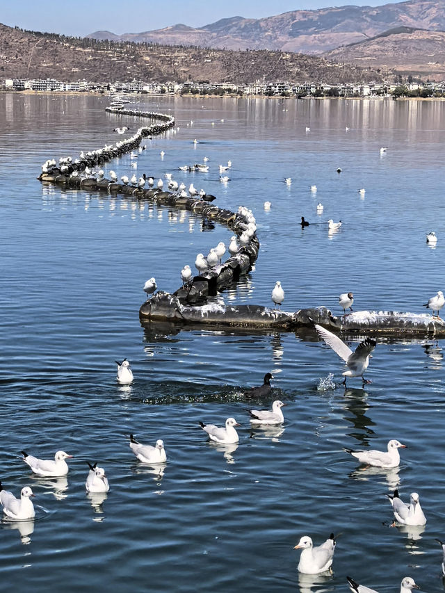 Gentle Travel Amway, Quiet Beauty Of Dali Xiaoputu | Trip.com Dali City
