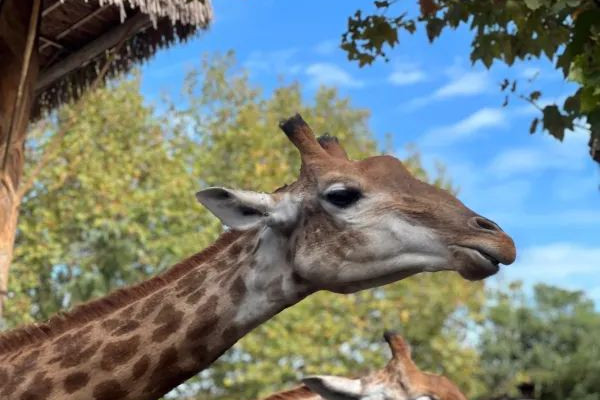 Exploring Shanghai Wildlife Park: A Perfect Day for Photography | Trip ...
