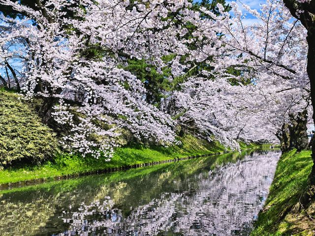 人生で必ず訪れるべき桜の天井｜弘前公園 | Trip.com 弘前