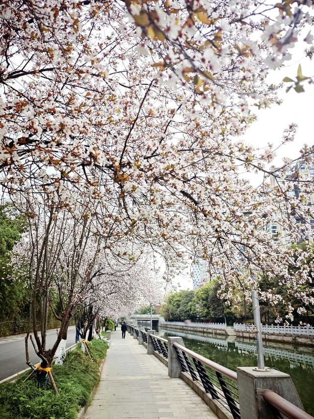 Guide to Shooting Stunning Photos Under Purple Leaf Plum Trees | Trip ...