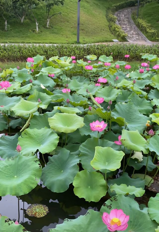 重慶花房子濕地公園賞荷一日遊（預算400元）｜Trip.com 重慶