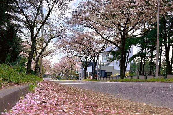 Qingdao Spring Couple Check-in Guide | Trip.com Qingdao