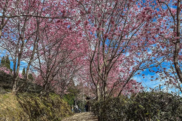 A Gentle Mountain Hideaway Surrounded by Forest Peace | Trip.com Taiwan